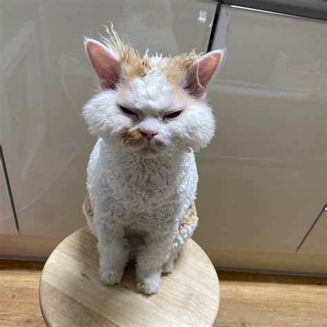 곱슬머리고양이 장수만수 만수 귀여워🥹 만수 이전 사진들 더 보여달라고 하셔서 죄금씩 꺼내봅니당🥹 즐거운 덕질되세오🥰 Instagram