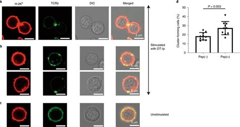 Interaction Of Tcr And Pmhc Molecules In Cis Or Trans Ac Ot I Cd8⁺ T