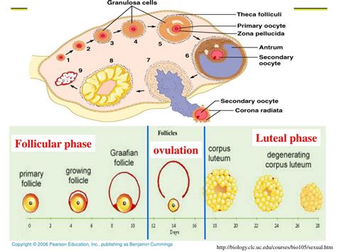 Follicular Development Sexual Reproduction In Human Hot Sex Picture