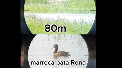 mais uma caçada de marreca YouTube