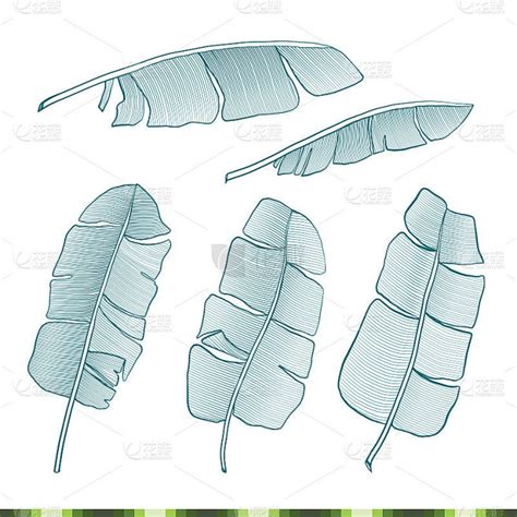 热带香蕉叶矢量图