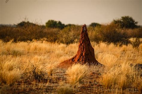 Savanna Grasses Photos Download The Best Free Savanna Grasses Stock