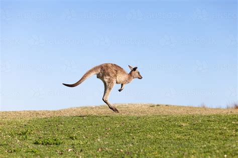 Image Of Kangaroo Jump Austockphoto