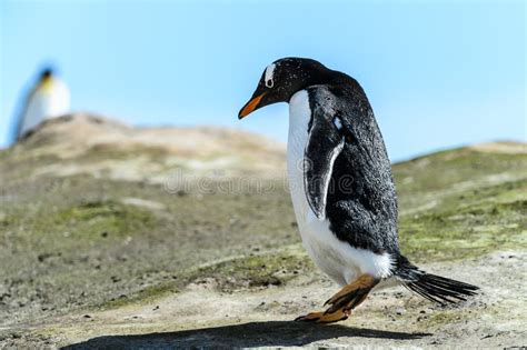 Представления пингвина Gentoo Стоковое Изображение изображение