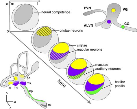 Model For Coordination Of Spatial And Temporal Cues During Fate Download Scientific Diagram