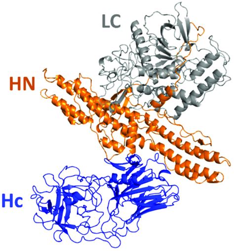 Molecular Structure Of The Full Length Of Bont A1 Experimentally Download Scientific Diagram