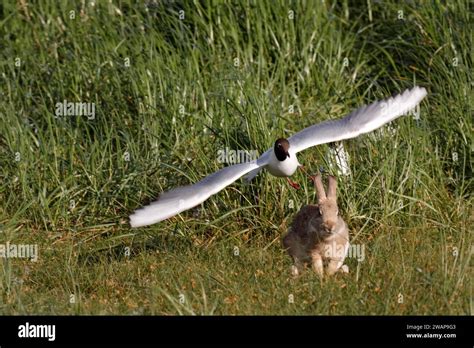 Black Headed Gull Chroicocephalus Ridibundus Predation Defence