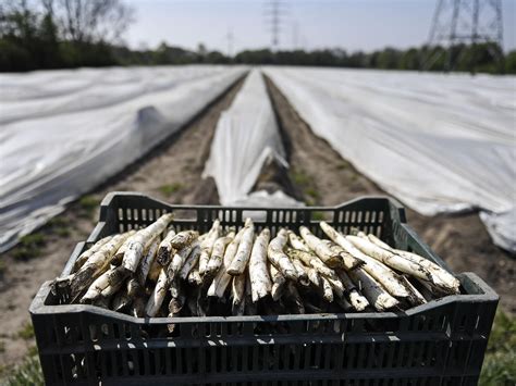 Germany Struggles To Fill Its Farm Labor Shortage After Closing Its