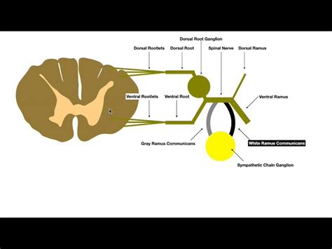 Ventral Rootlets