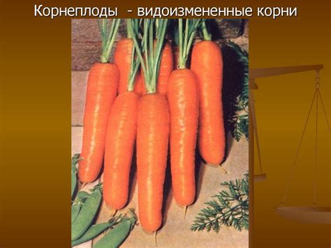 Внешнее и внутреннее строение корня презентация онлайн