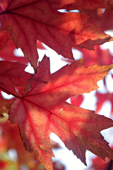 Hard Maple Leaf 2 Photograph By Karen Gallaher Pixels