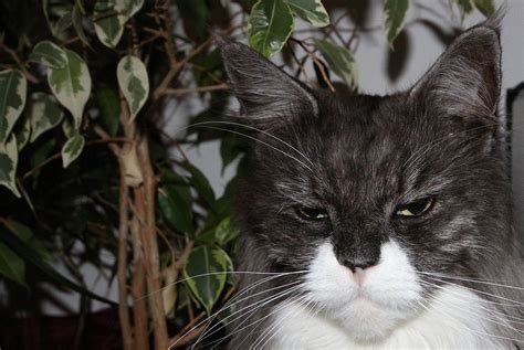 Rasy Maine Coon Kot Kocia Twarz Darmowe zdjęcie na Pixabay Pixabay