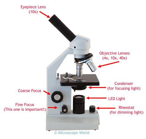 Microscope World — Understanding The Parts Of The High School