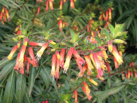 How To Grow And Care For Candy Corn Plant