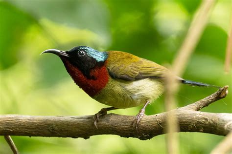 생물다양성 보호 날아다니는 작은 요정들을 사랑하자