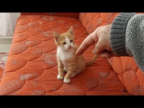 Bu yavru kedi bir köpekten bile daha cesur 955 YouTube