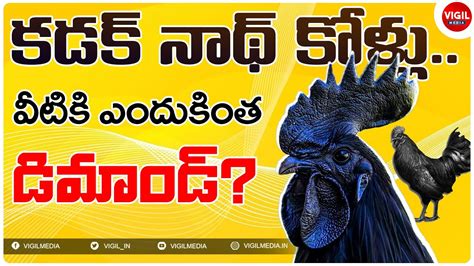 Why Huge Demand For Kadaknath Chicken Kadaknath Chicken Breed Health