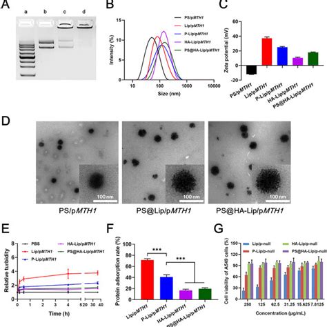 Nuclei Targeting Capability And In Vitro Transfection Efficiency Of