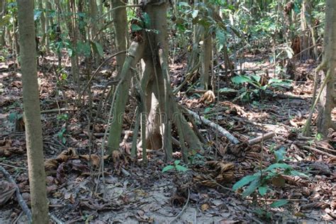 The Branching Root Structure Of Walking Trees And The Forest Floor In