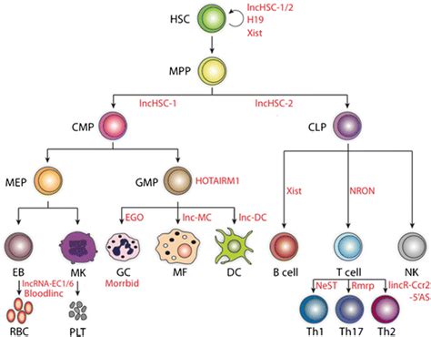 Control Of Mammalian Hematopoiesis By Lncrna Long Noncoding Rnas Play