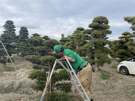 アカシアの剪定時期や手入れ方法 剪定伐採草刈りなど庭手入れ専門造園業者植木屋smileガーデン