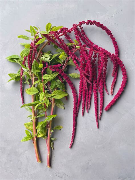 Hanging Amaranthus Wholesale Sweet Peas Flower Shop