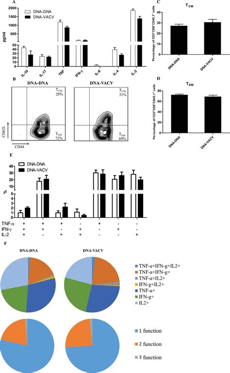 The Increased Cd8 T Cell Functional Avidity Induced By Vacv Boost Was Download Scientific
