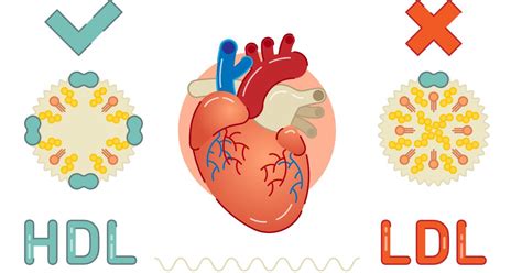 Whats The Difference Between Hdl And Ldl Cholesterol