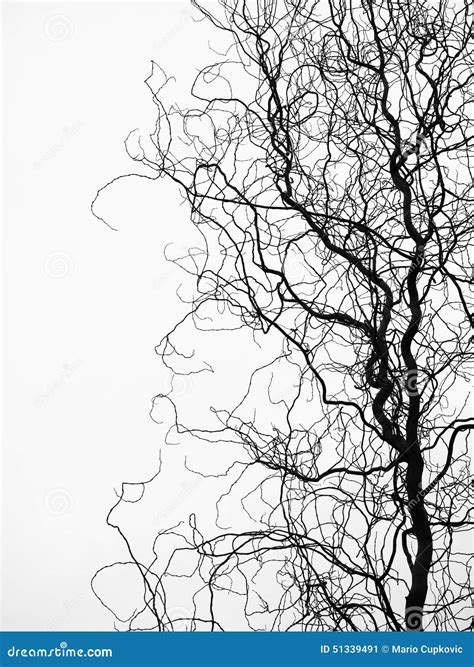 Tree Stock Image Image Of Bark Crow Abstract Form 51339491