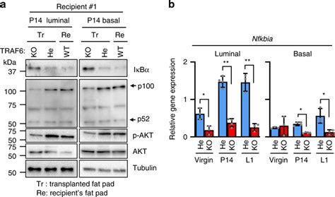 Traf6 Selectively Activates Canonical Nf κb And Akt Pathways In Mammary