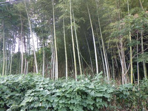画像詳細公売情報