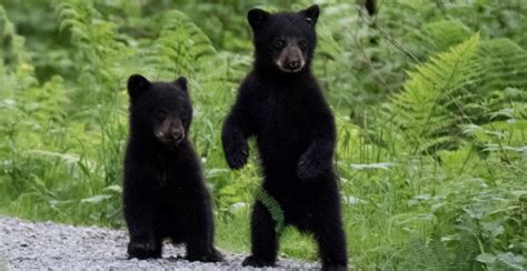 Not Acceptable 77 Young Black Bears Were Killed In Bc Last Year News