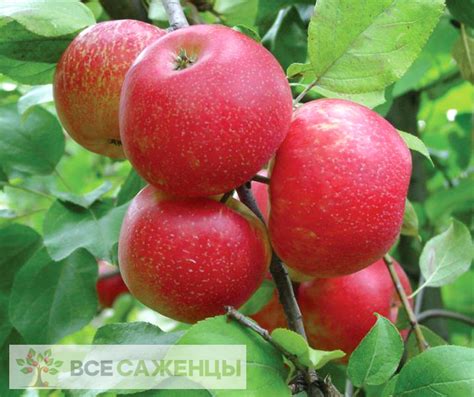 Цена на Яблоня Хани Крисп (Хоней Крисп, Медовый Хруст) - купить саженцы