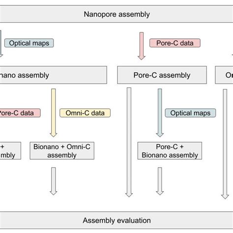 Global View Of The Different Scaffolding Experiments Different Download Scientific Diagram