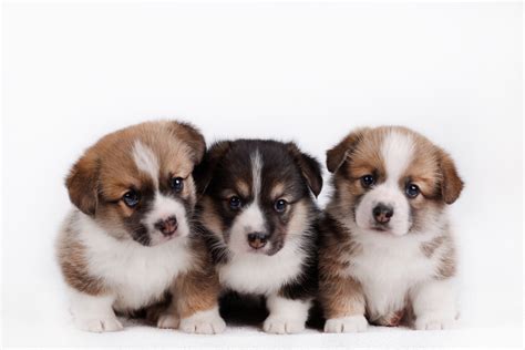 Élevage de chien missions et obligations Ooreka
