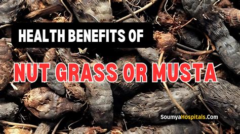 16 Health Benefits Of Nut Grass Or Musta Cyperus Rotundus