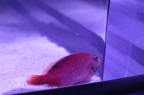 Neocirrhites Armatus