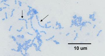 BIOL 230 Lab Manual Gram Stain Of Streptococcus Pyogenes