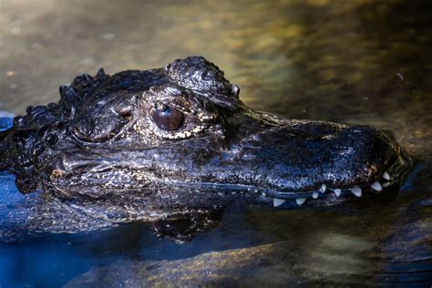 Iucn Meet One Of Two Alligator Species The Chinese Alligator