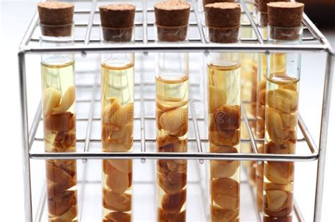 Yellow Oil Extracted From Natural Raw Material Stock Photo Image Of Fuel Industrial 305256312