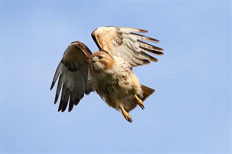 Red Tailed Hawks Of Wexford Red Tailed Hawks Male And Female All Over The Place June