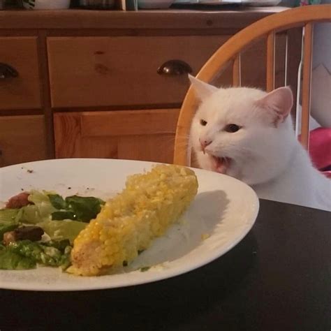 Meme Gato Na Mesa