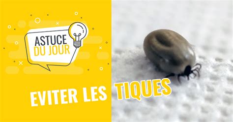 Lutter Contre Les Tiques Blog Famille Des Conseils Pour La Maison