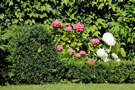 Difference Between Plant And Tree