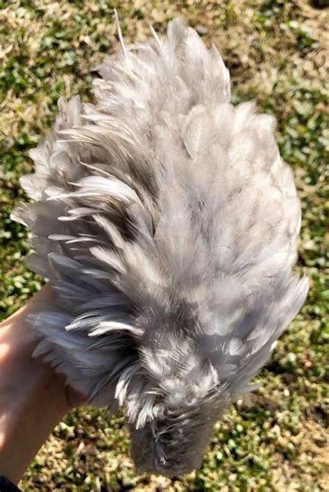 Sex Gender And Chimerism Bitchin Chickens