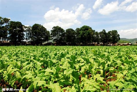 烟草摄影图 自然风景 自然景观 摄影图库 昵图网