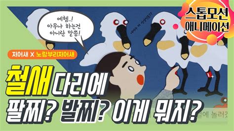 봄휘저 해양환경놀이책 │ 5 가락지를 통한 철새연구를 알아보자 Youtube
