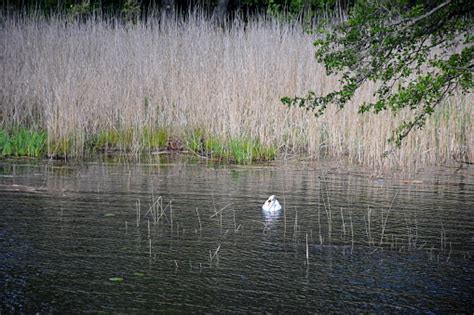 폴란드의 시골에서 볼 수 있는 수면에 파도가 있는 갈대 풀 식물로 둘러싸인 얕고 광활한 강이나 호수에서 수영하는 흰색과 붉은 백조 0명에 대한 스톡 사진 및 기타 이미지