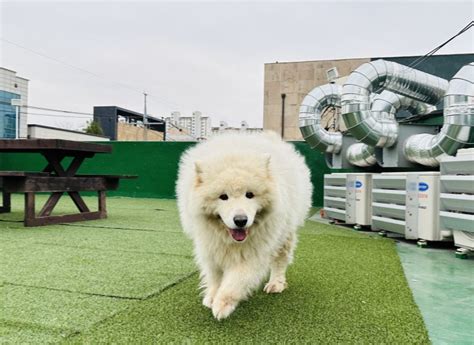 사모예드만두 강아지책임무료분양 강아지분양 고양이분양 컴투펫 시츄 셔틀랜드쉽독 말티푸 미니핀 치와와 요크셔테리어 포메라니안 말티즈 분양