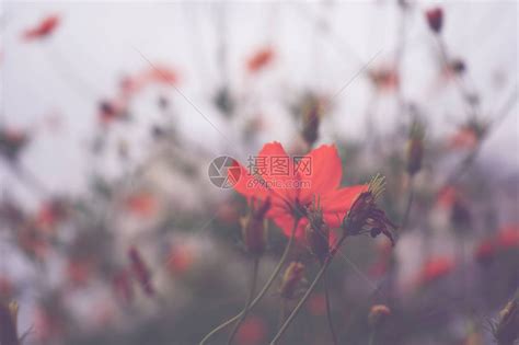 春天或夏天的粉红花背景自然高清图片下载 正版图片505491012 摄图网